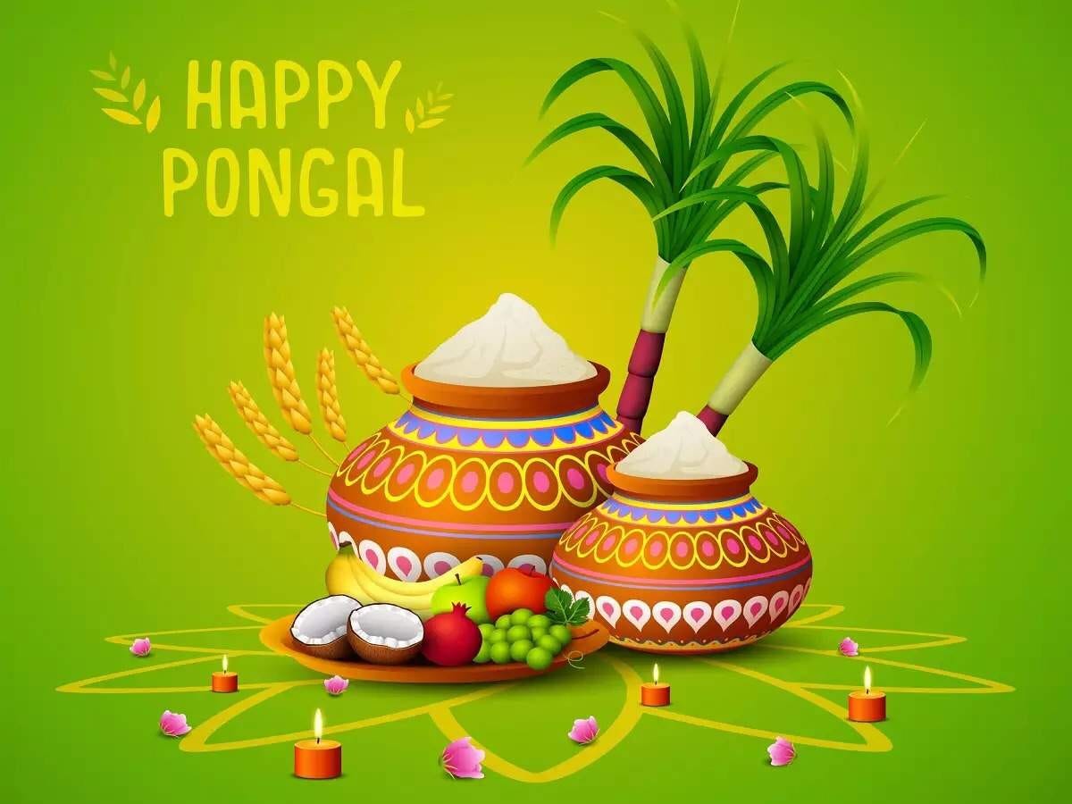 Thai Pongal. Thai Pongal is a traditional harvest… | by Supitha ...