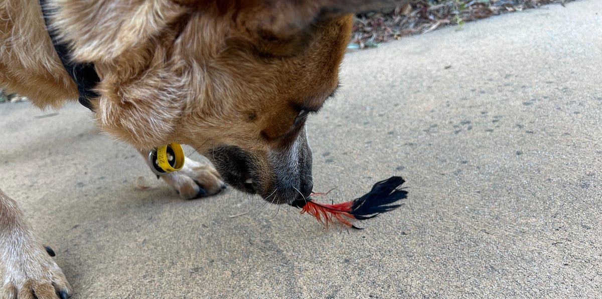 Chilli’s Guide to Scary Monsters. Part 1: Feathers | by Sandi Parsons ...