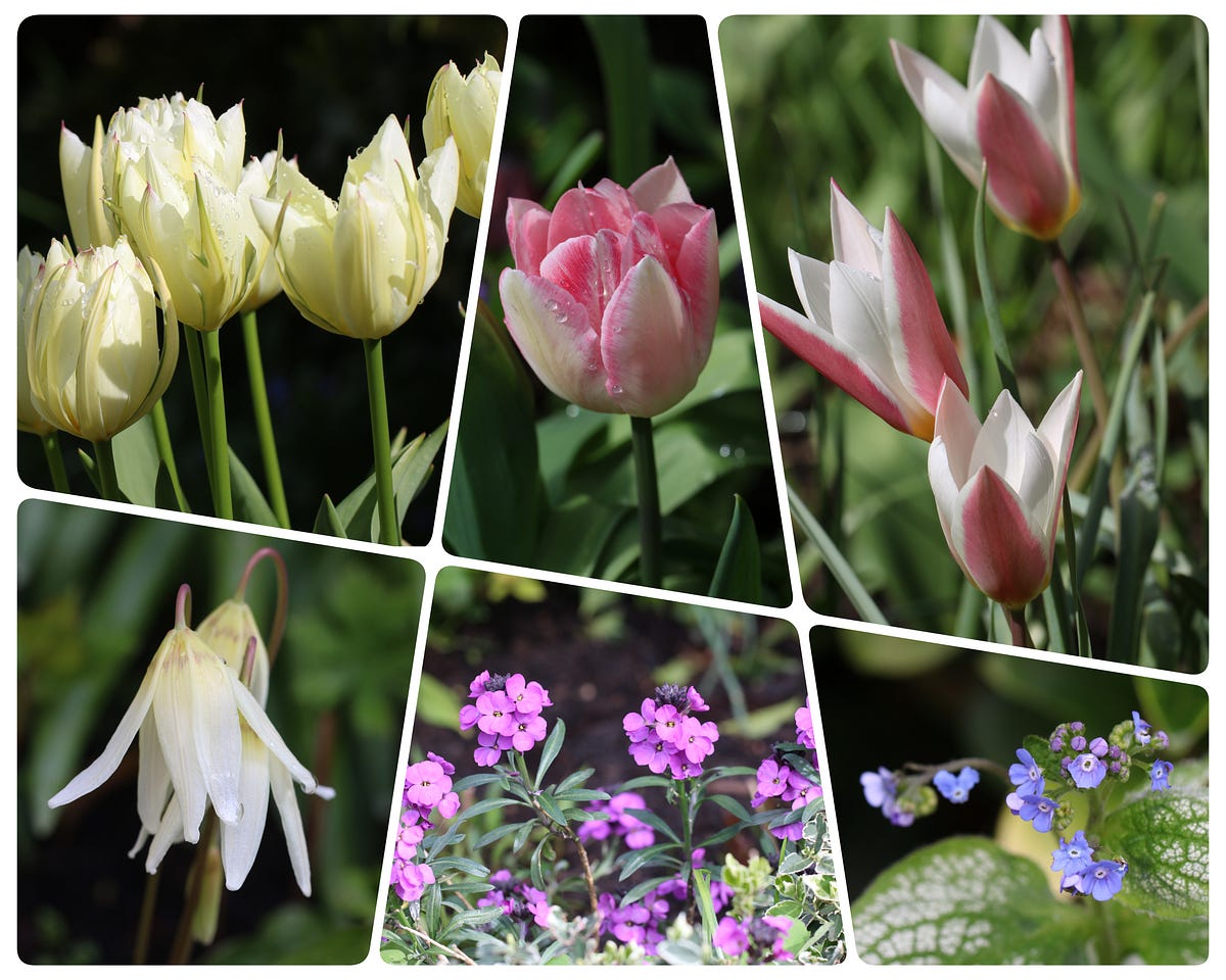 My Little Garden 6th April 2024 | by Alison Moore | Medium