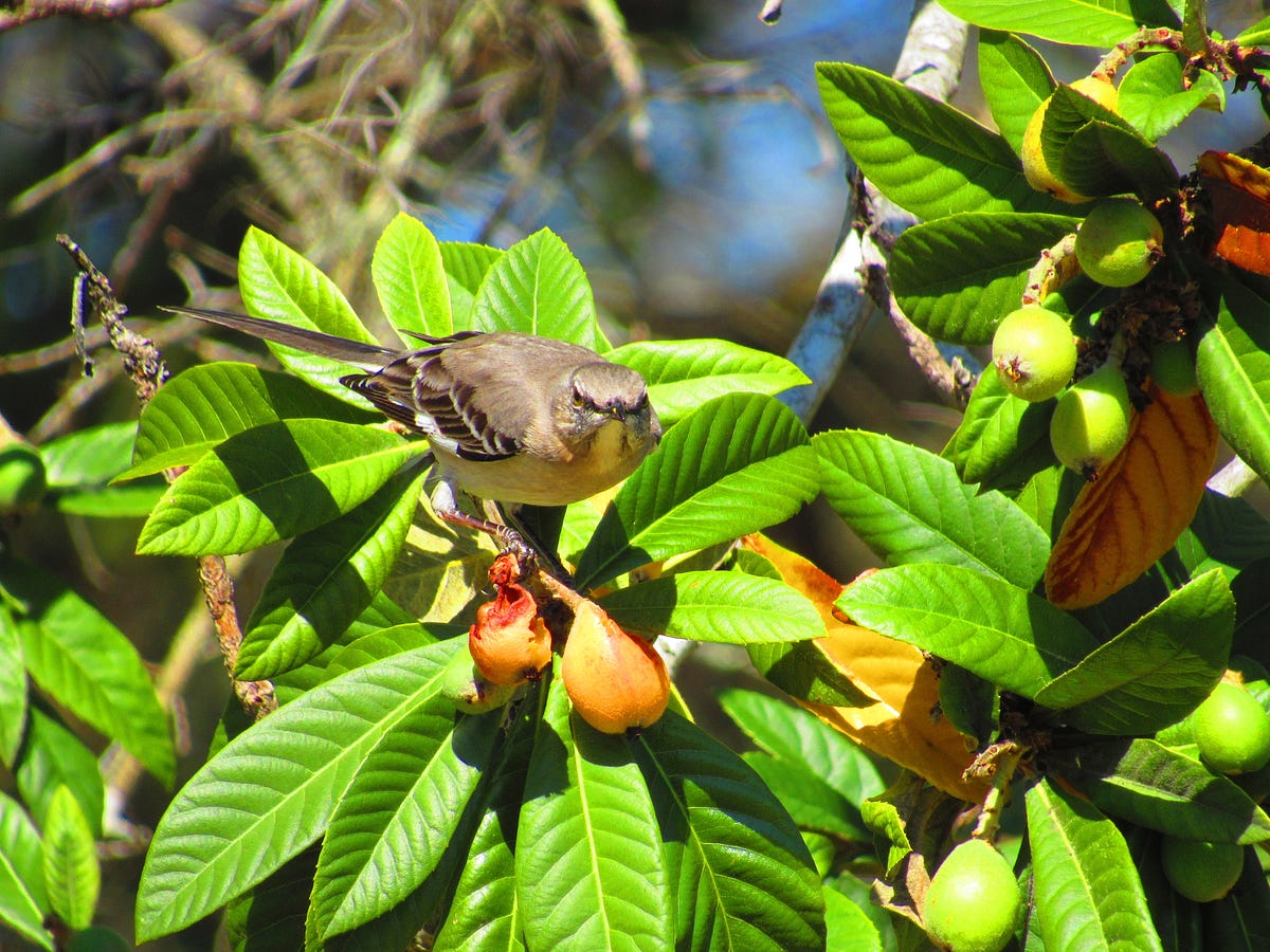 Back Off! This is My Breakfast!. Birds in Florida | by Dennett ...