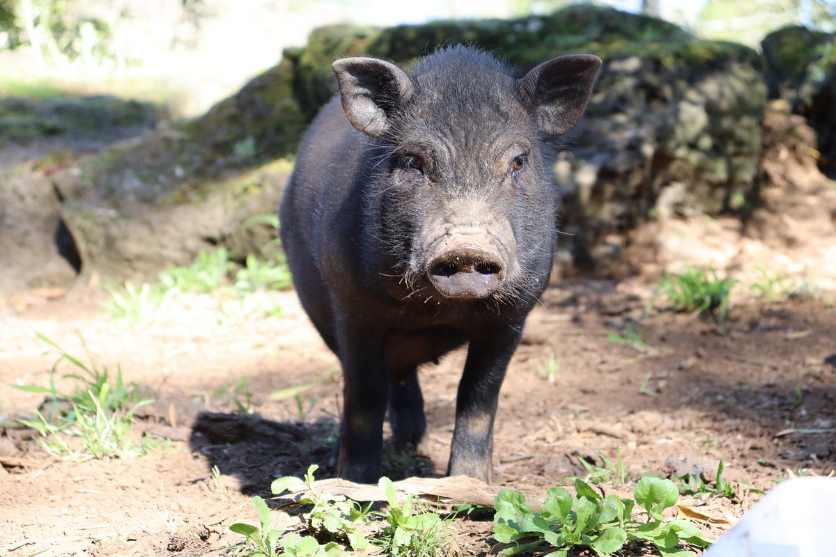 ROVER. The pig with the stripe had tumbled… | by Maureen McConaghy ...