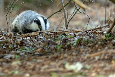Barry The Fat Badger And The Poisonous Pork Pie | by Graham Lilley ...