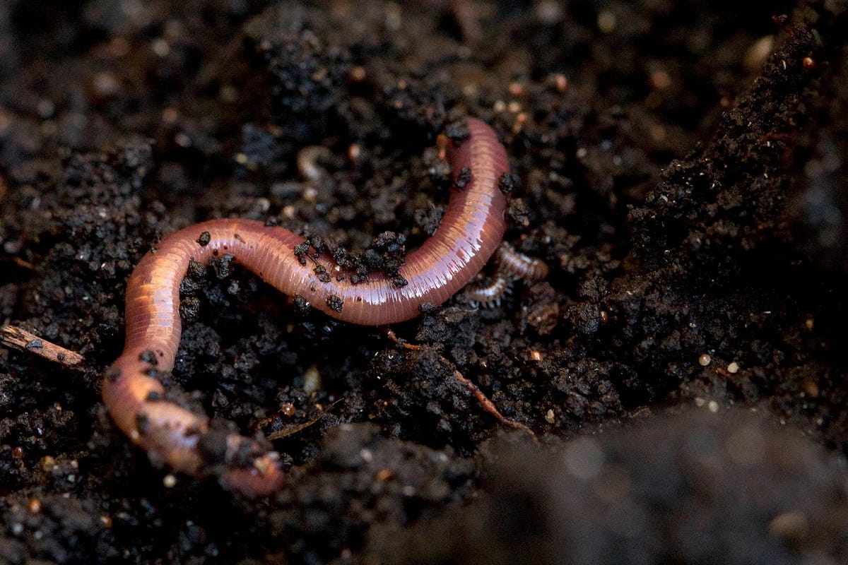 The Tragic Life of An Earthworm. A Poem | by J.C. Goodman | Jul, 2024 ...