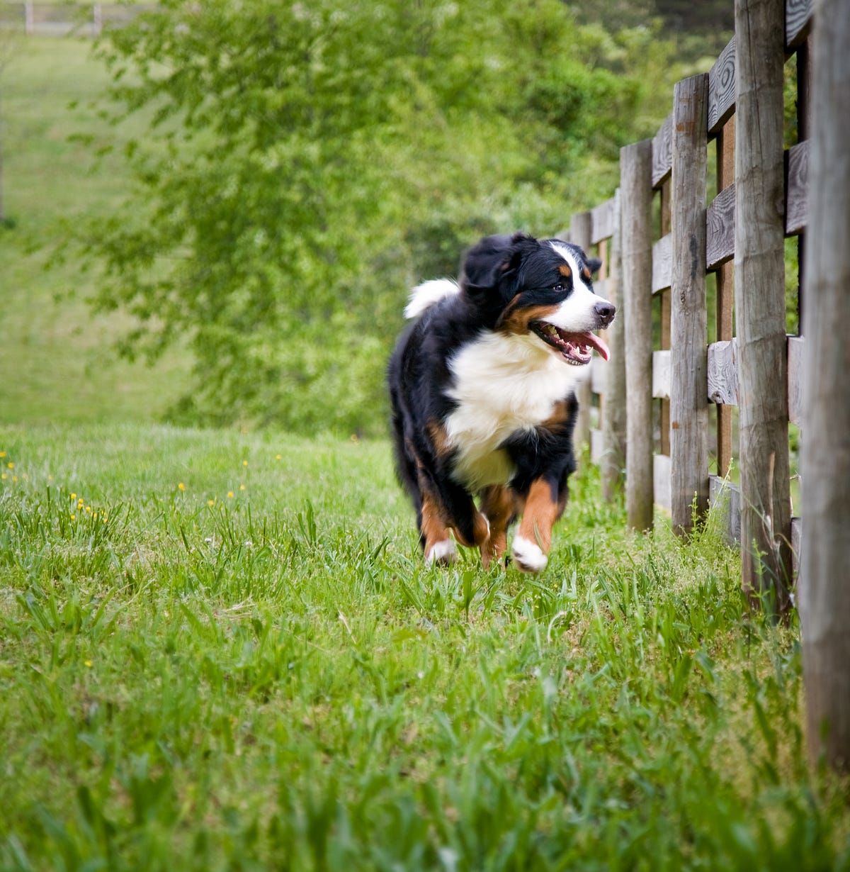 How A Dog Created Boundaries?. In the quaint village of Pawville… | by ...