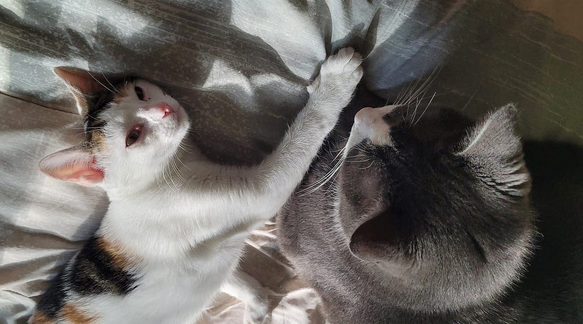 MeowMeow Gets Thwacked on the Nose | by Gary Chapin | Catness | Medium