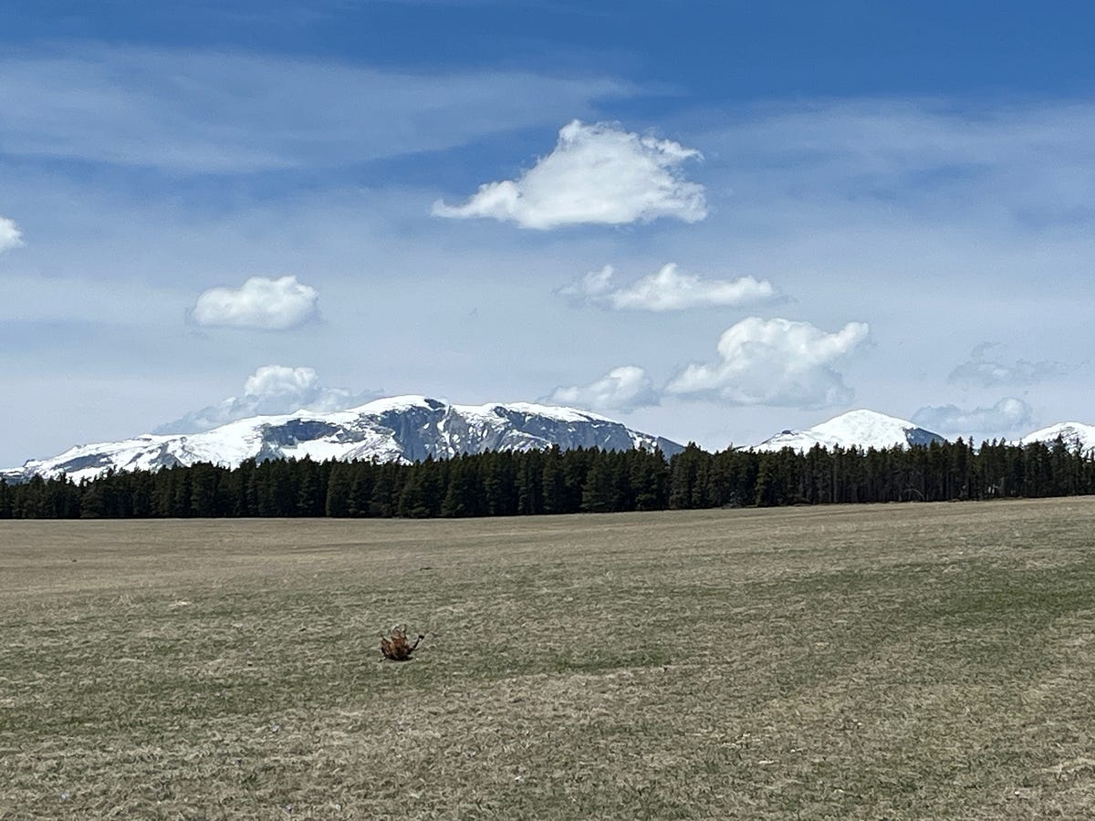 Shebo Economics. A simple mythical story that could… | by ...