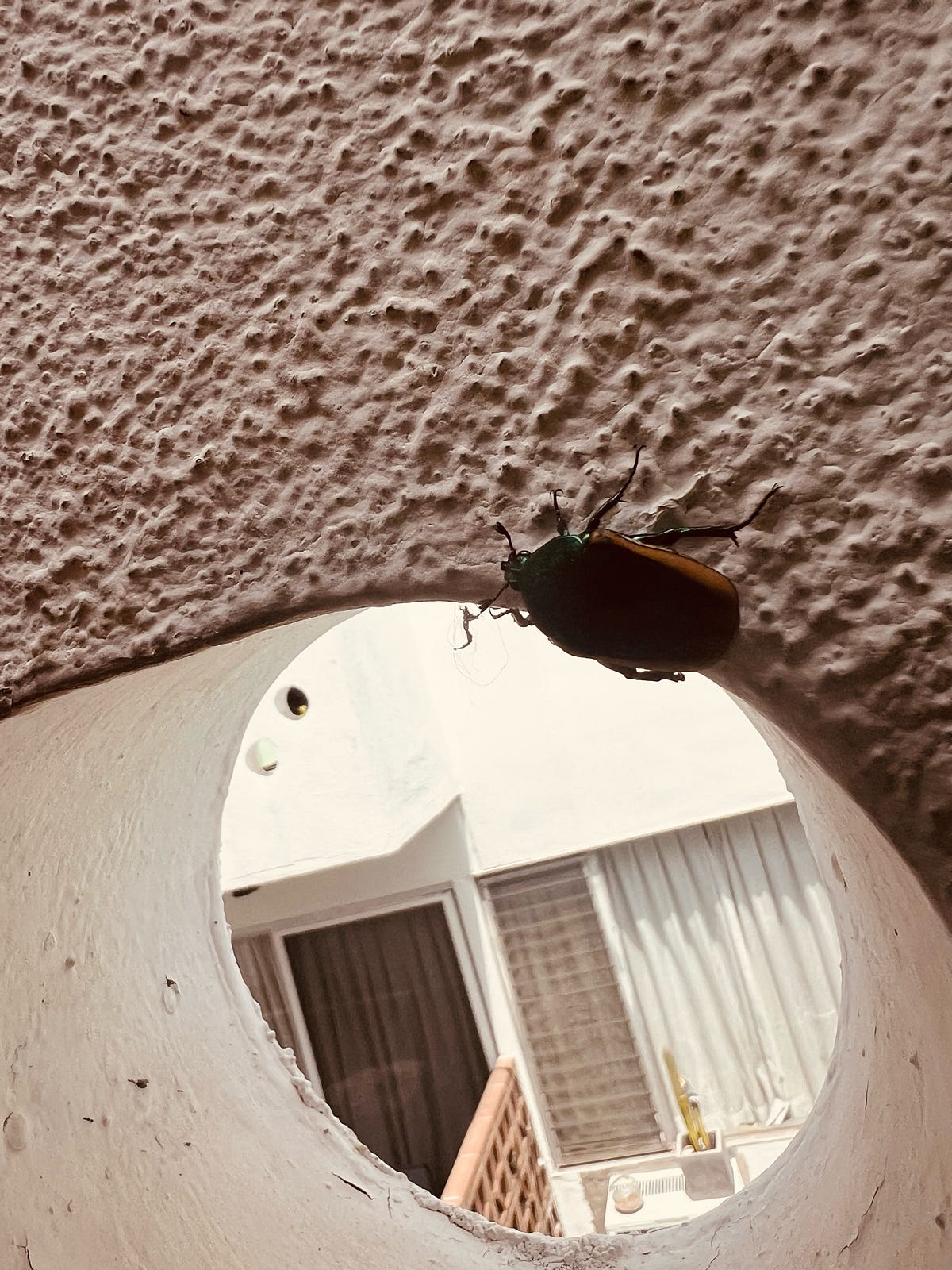 The Gospel of the June Bug. Is it a message from the universe or am ...