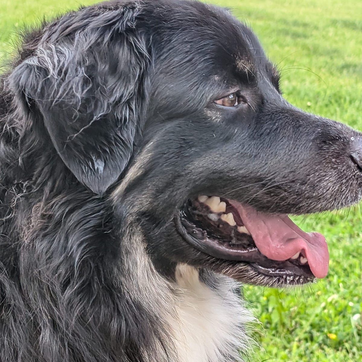 My Goofy Dog Made Me a “Real Writer” | by Misty Rae | the Challenged ...