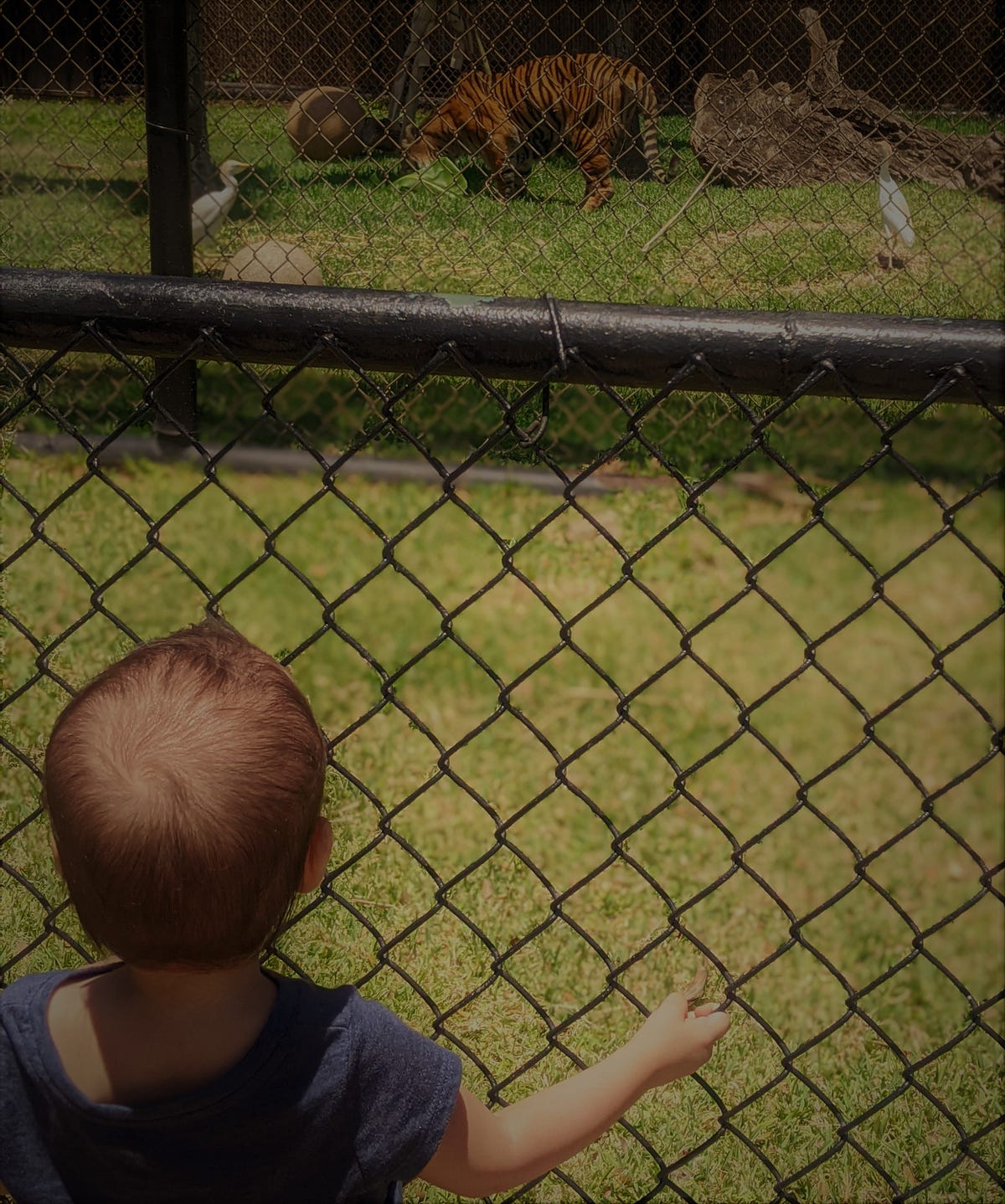 In the Hole, Tiger. Power of the striped moniker | by Jennifer Smith ...