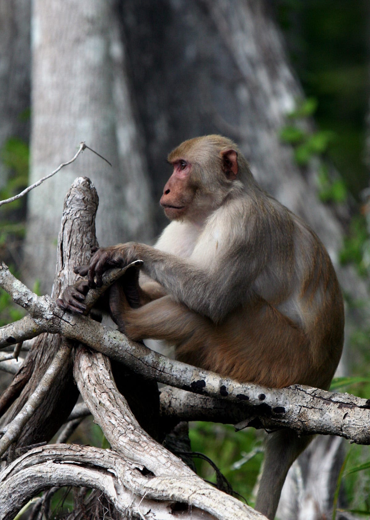 Meet the Thriving Monkeys of Florida’s Swampy Forests | by Allison ...