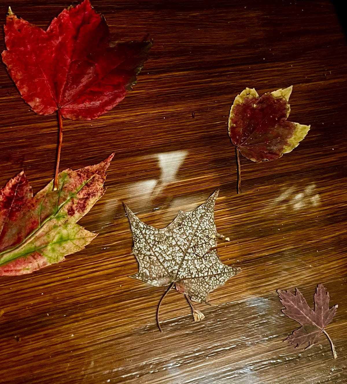 Goodness Under Glass: Giving Thanks, Leaf by Leaf | The Daily Cuppa