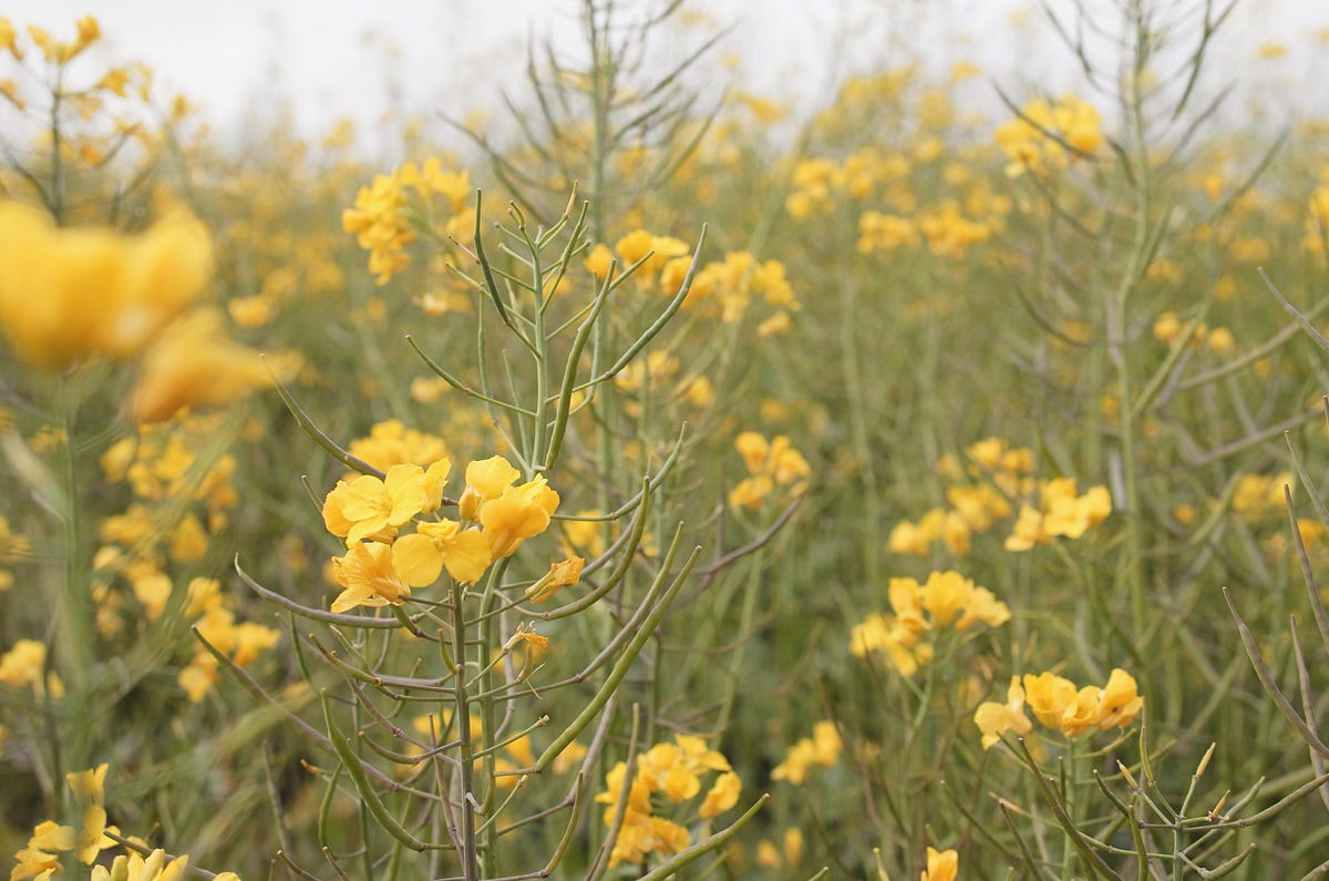 Flower | by Gowun Park | Medium