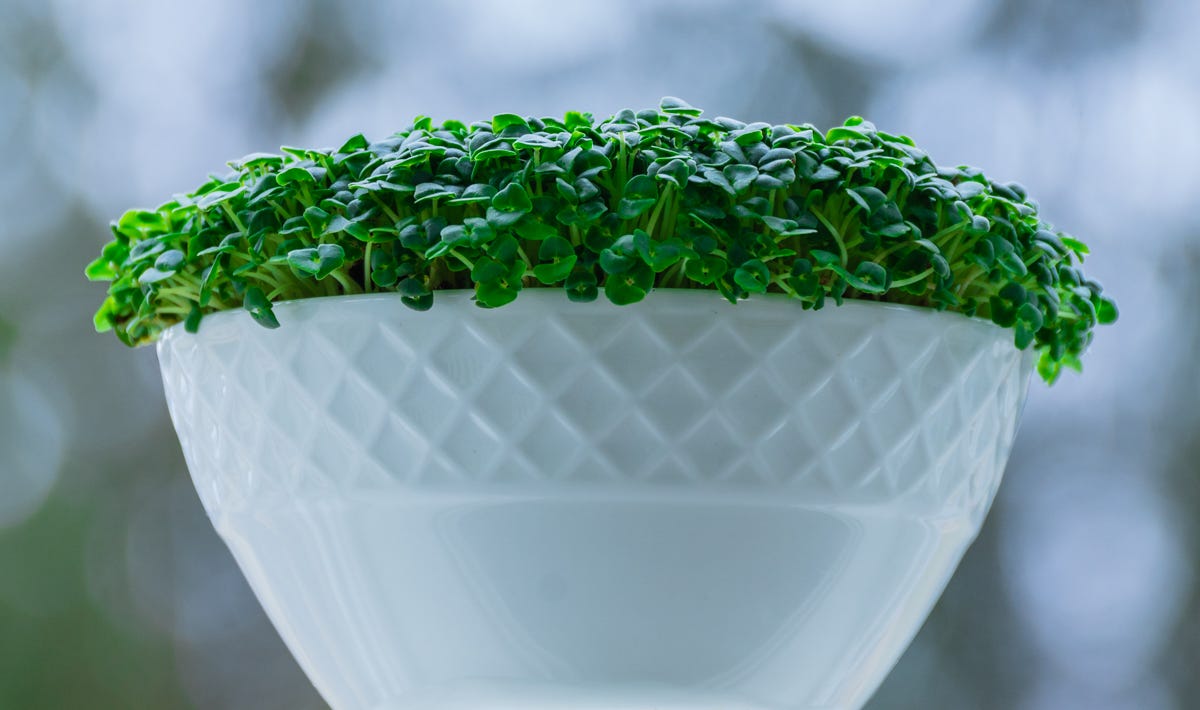 How We Grow Microgreens In Winter | by Cyril Johns | Medium