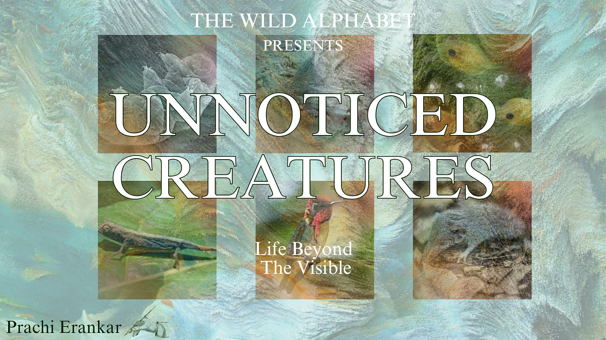 UNNOTICED CREATURES. So much of what defines us remains… | by Prachi ...
