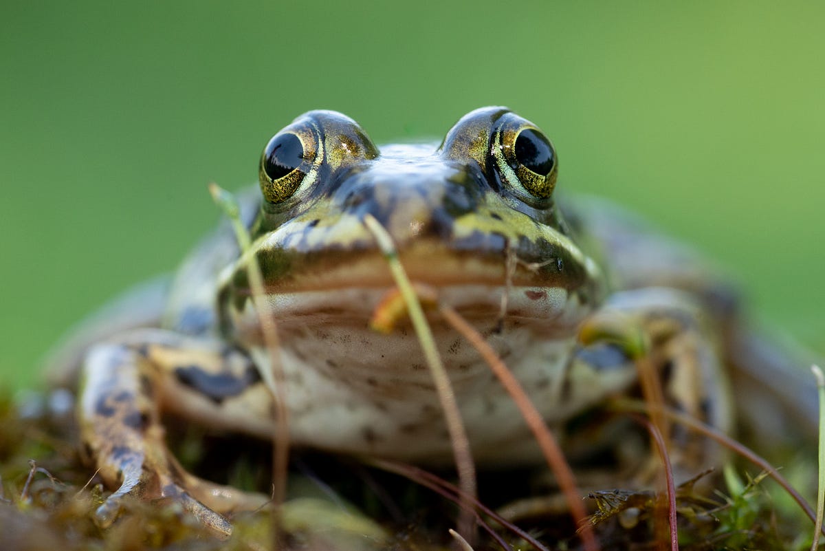 Lost And Found: The Recovery Of England’s Forgotten Frog | by ...