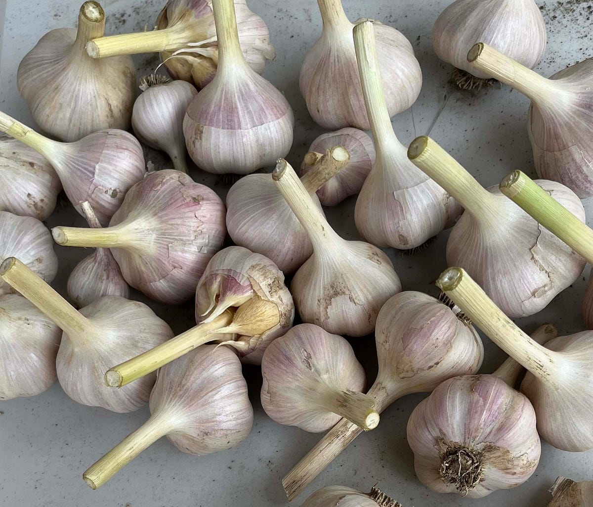 Garlic Essence. Garlic growing is in my blood. From my… | by Colin ...