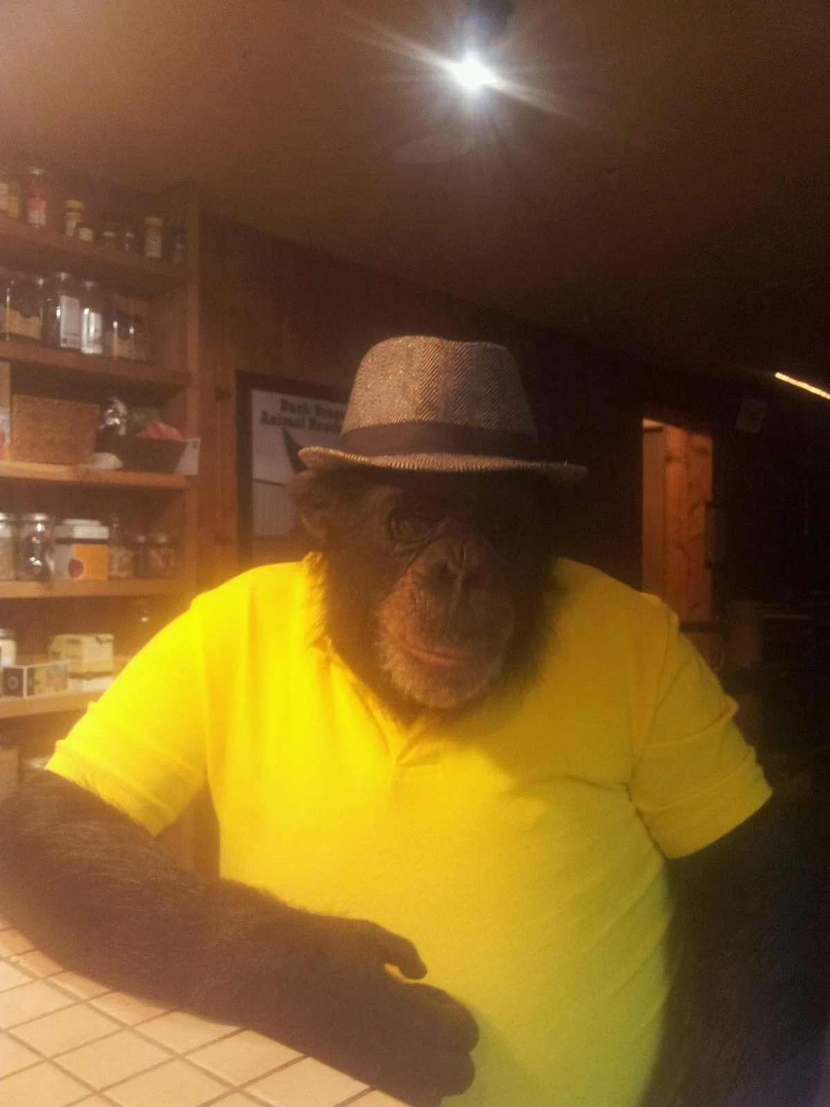 While visiting friends on the Cape, My eyes met a dapper looking ape ...