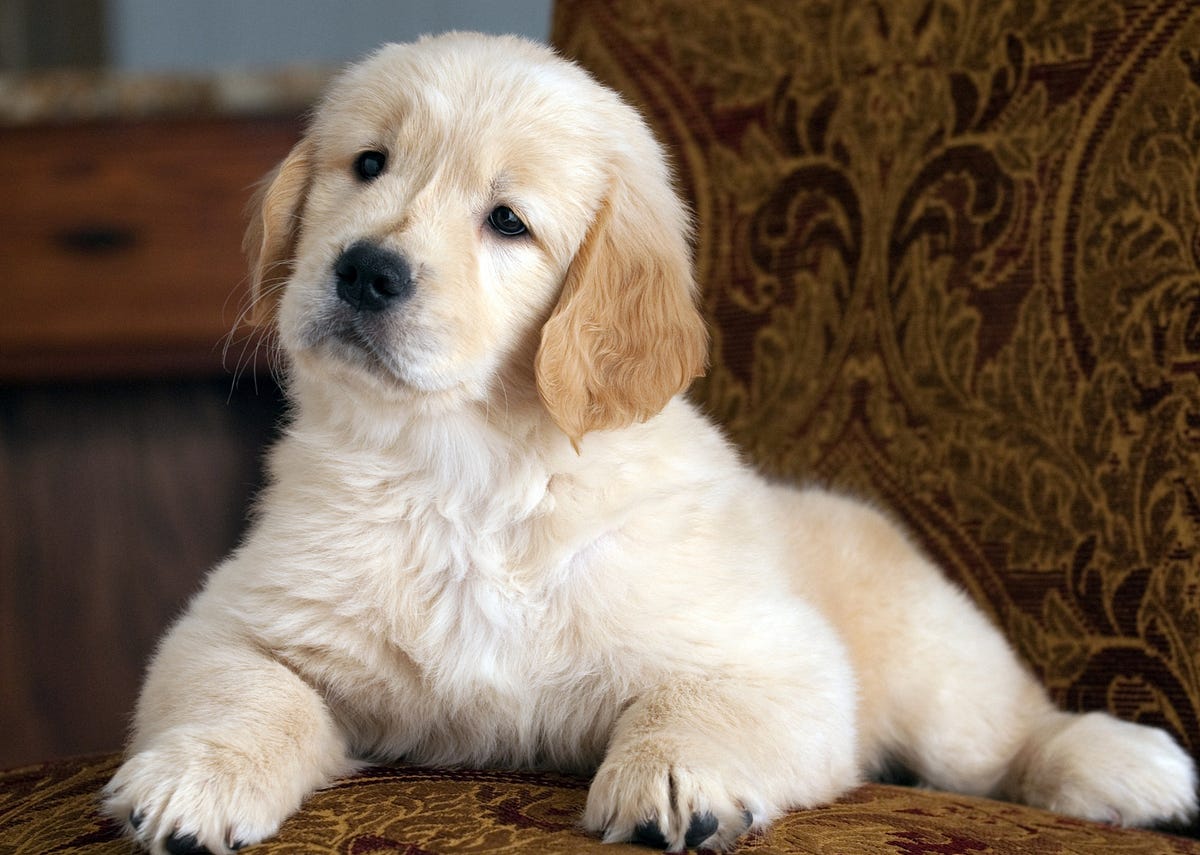 Golden Cavadoodle: Unveiling the Charms of this Unique Hybrid Dog Breed ...