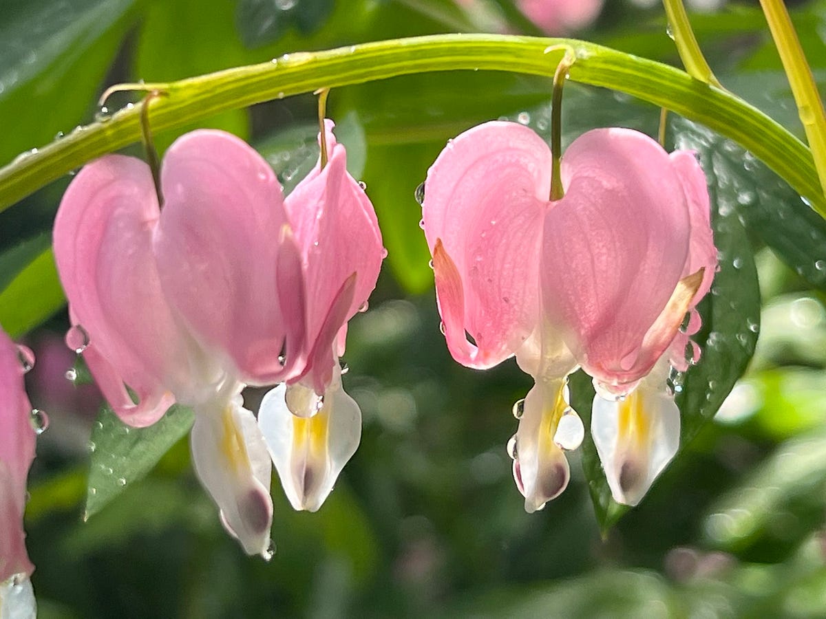 “Bleeding heart” after the rain. - zhoufengsuo - Medium
