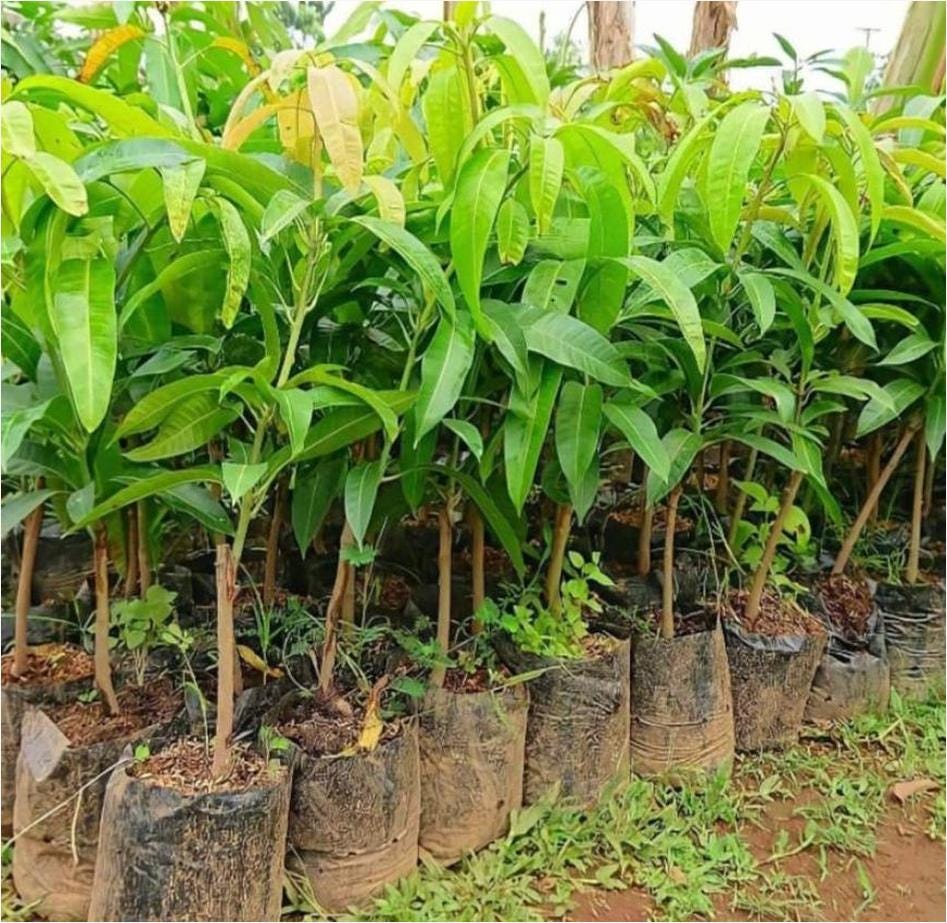 Bibit Mangga Mahatir Raja Bandung Barat | by Itangnursery | Medium