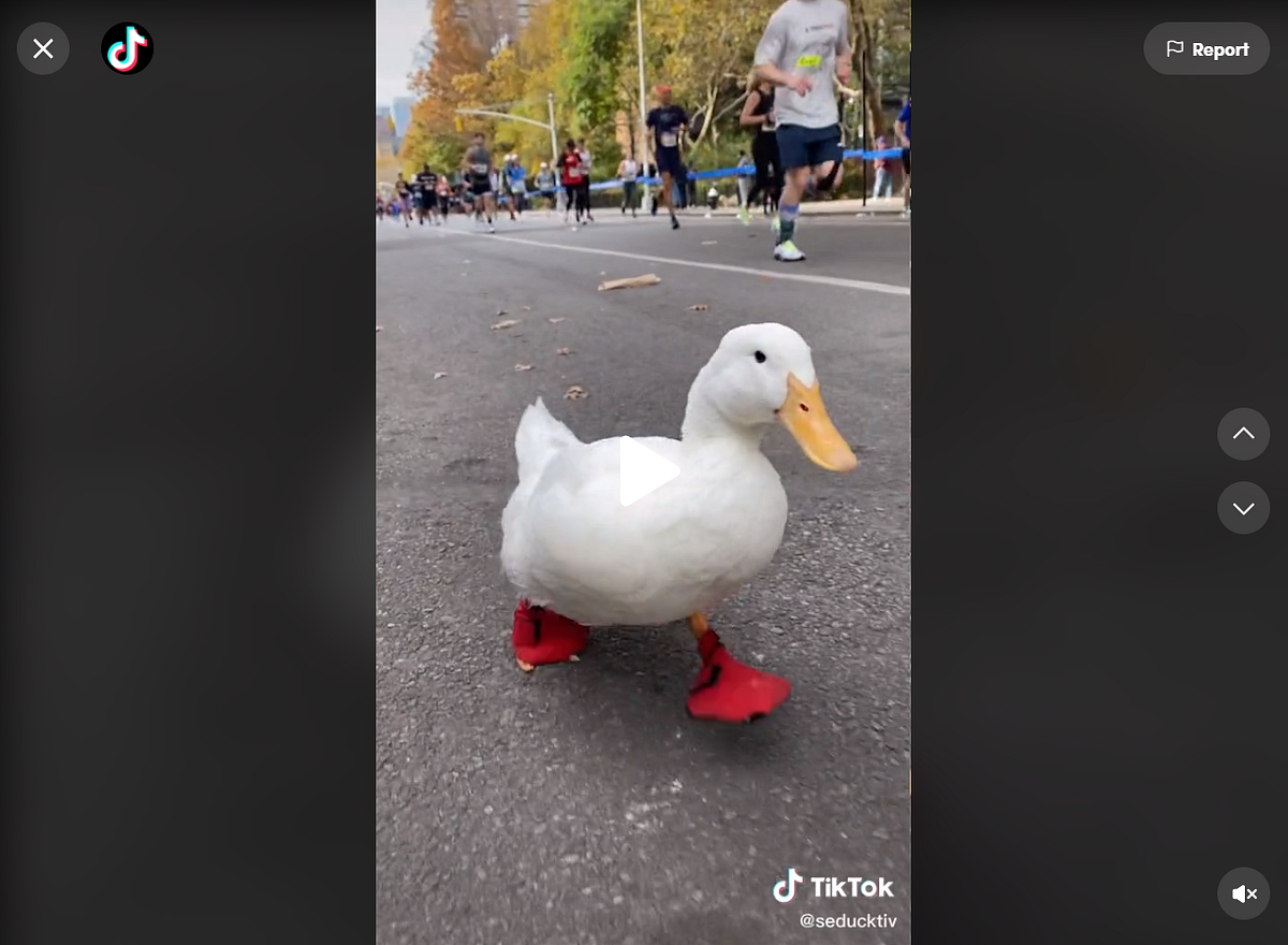 This Duck in Sneakers Ran in the New York City Marathon | by Gillian ...