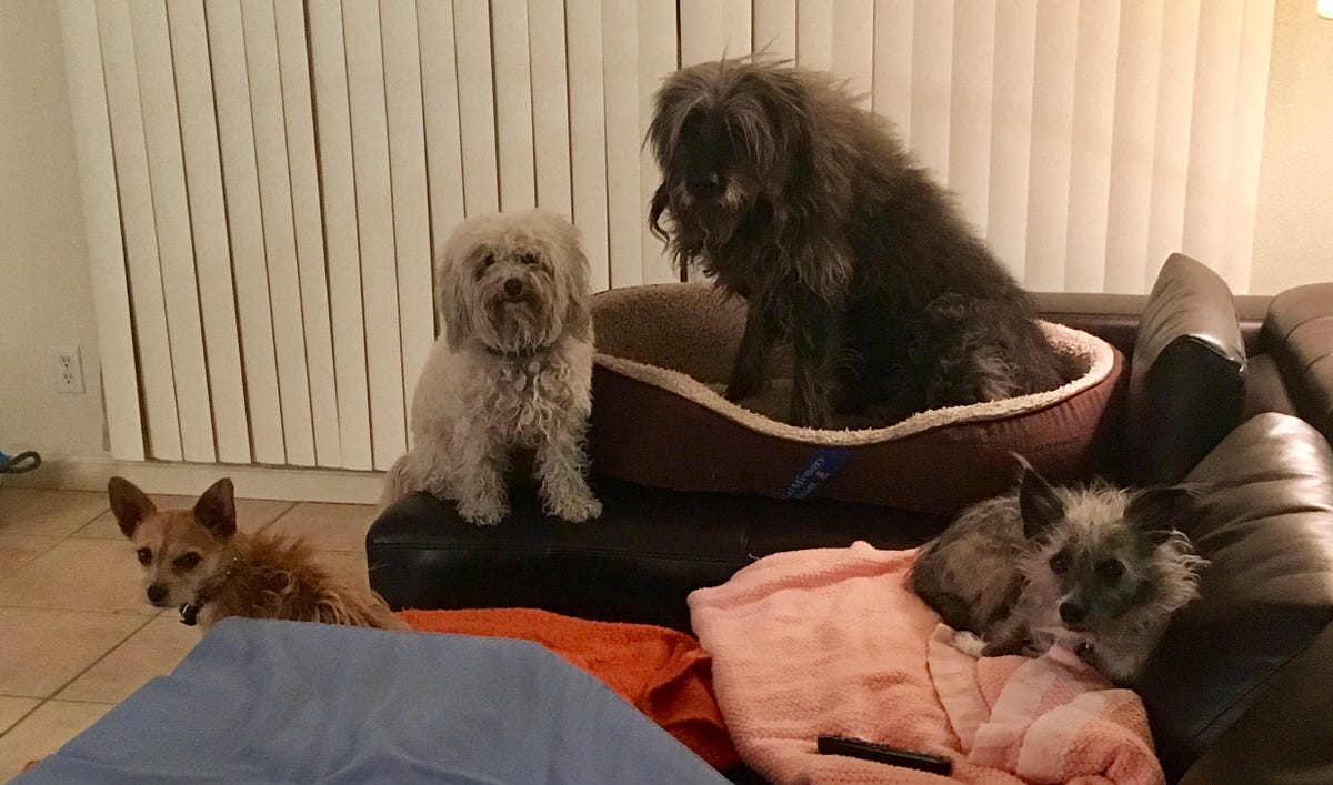 Truman Update. Successful Operation | by Cathy Brooks | Canine ...