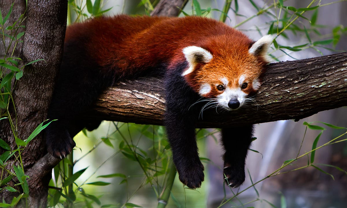 Loading a csv file from GitHub in Python | Towards Entrepreneurship