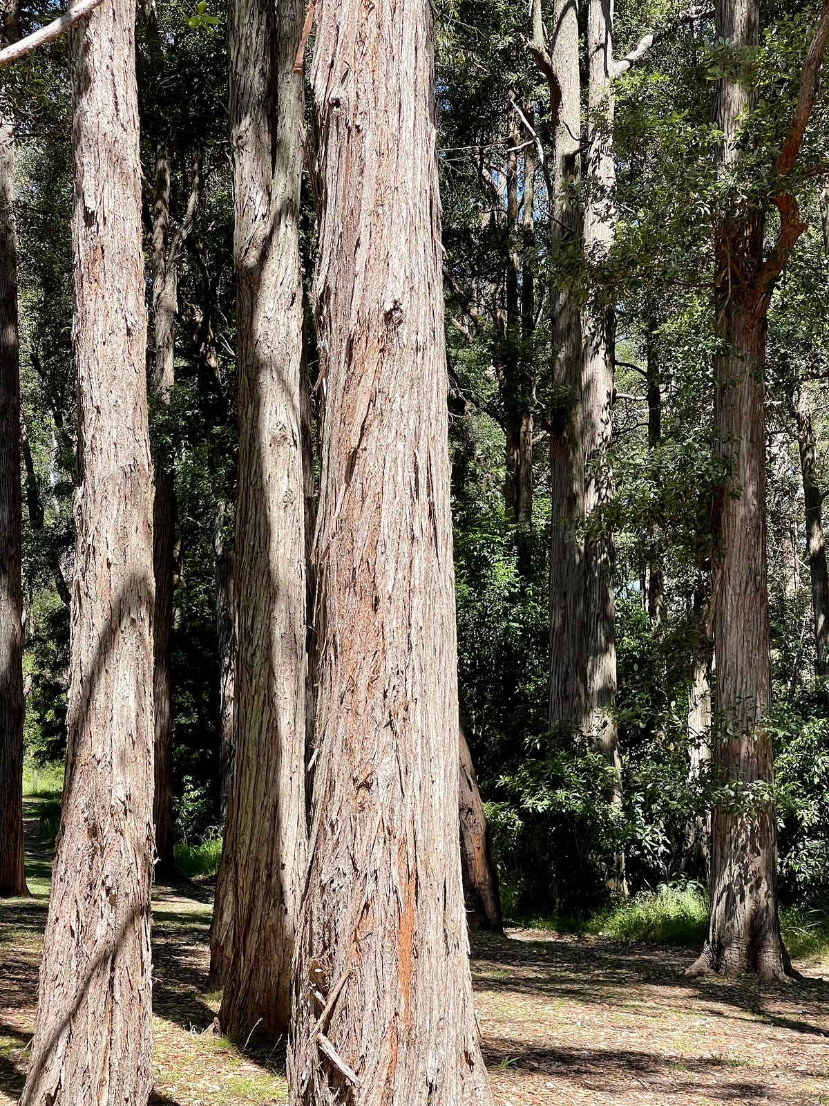 Sunny Walk in December Afternoon - ILLUMINATION-Curated - Medium