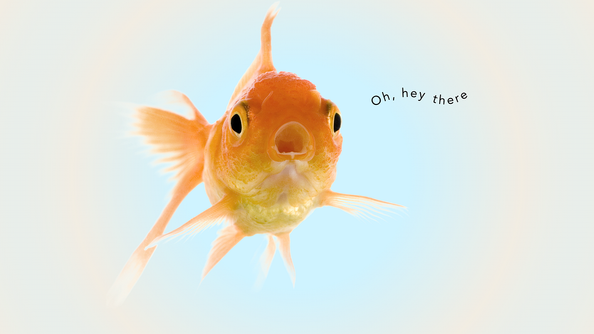 Maybe we’re more like goldfish than we think. | by Tina Sidhu | Mar ...