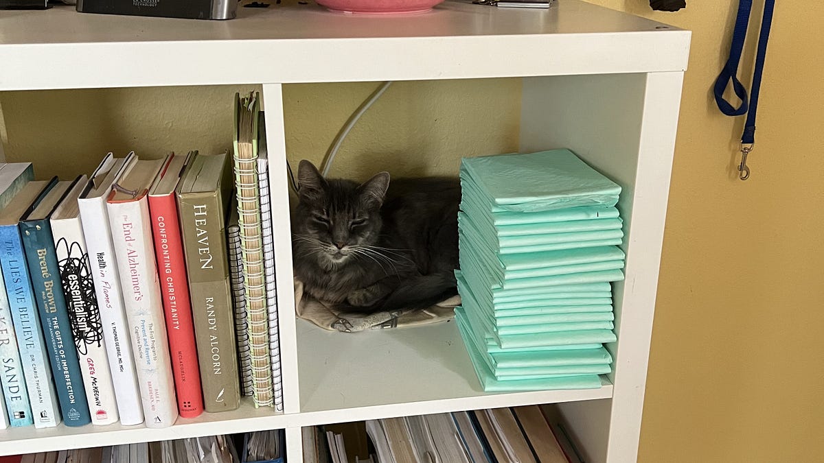 The Things We Let Our Cats Get Away With | by Beth Bach | Catness | Medium