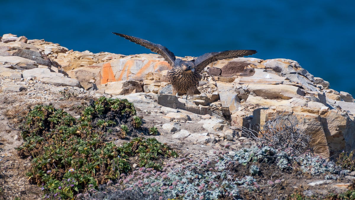 Life and Death at Bonny Doon Beach on Monterey Bay | by Randy Runtsch ...