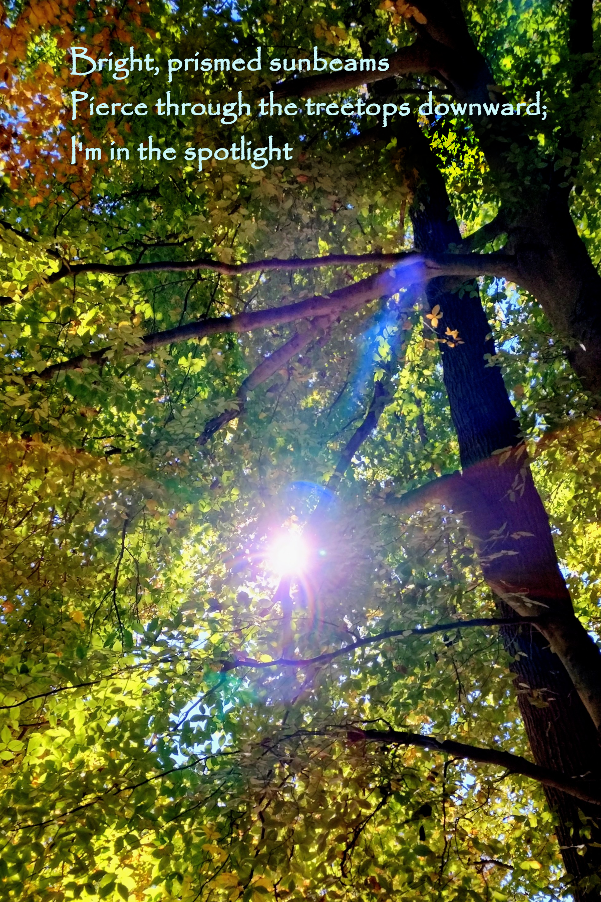 Haiku: Leaf Prisms - K R Smith - Medium