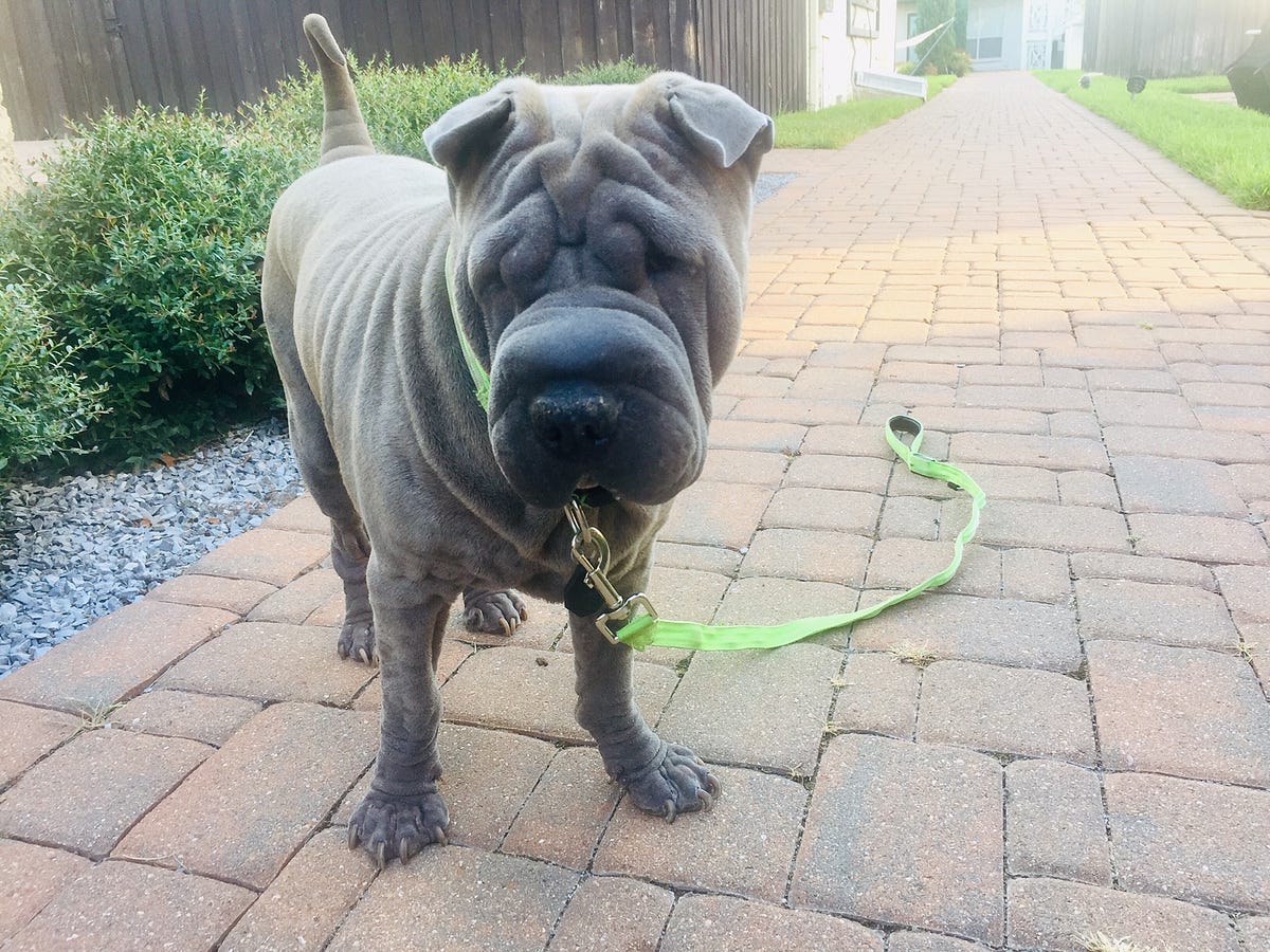 What Can A Dog Teach You About Goals? | by Dagmar Fleming | Medium