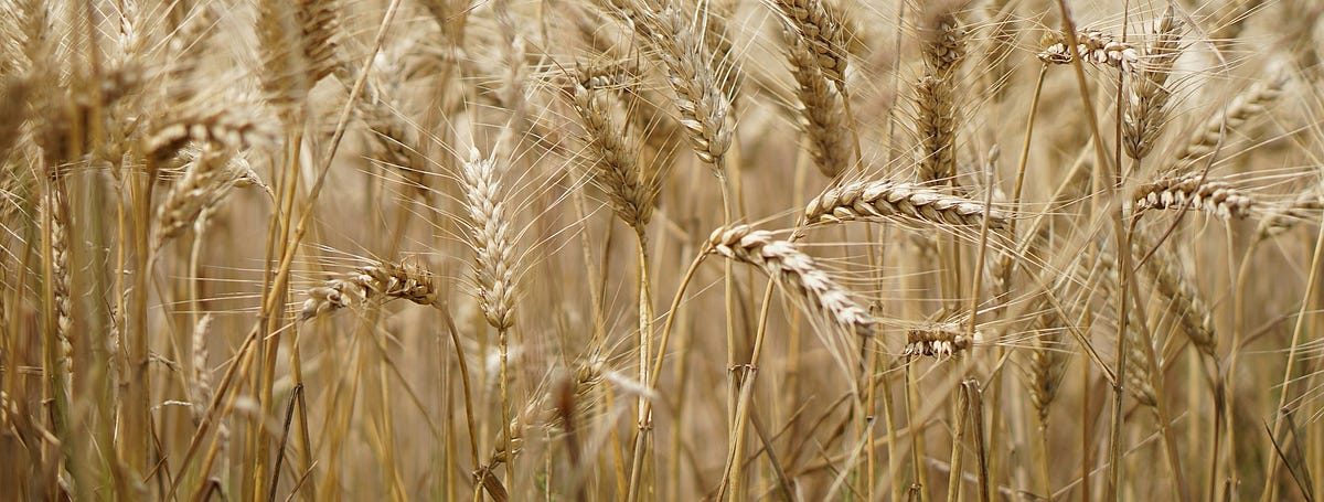 Iraq advised cancelling the 50,000 tonnes of wheat tender - Raiza ...