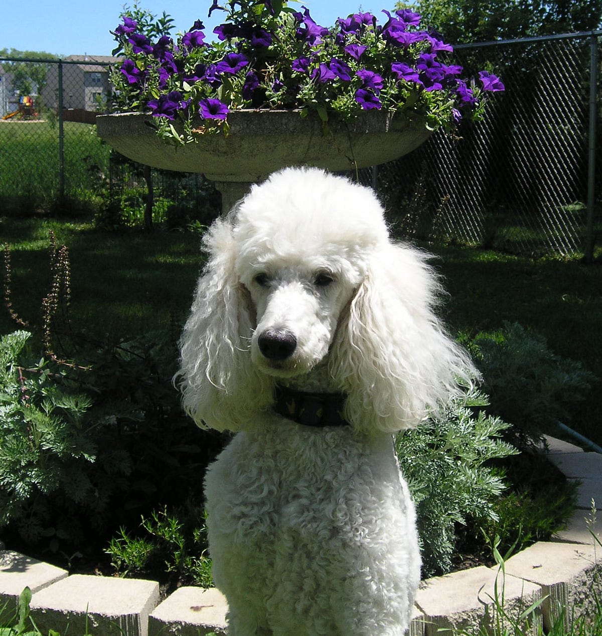 The Hurl Principle. Horking on Rugs! | by Laurie Buchanan, PhD | Medium