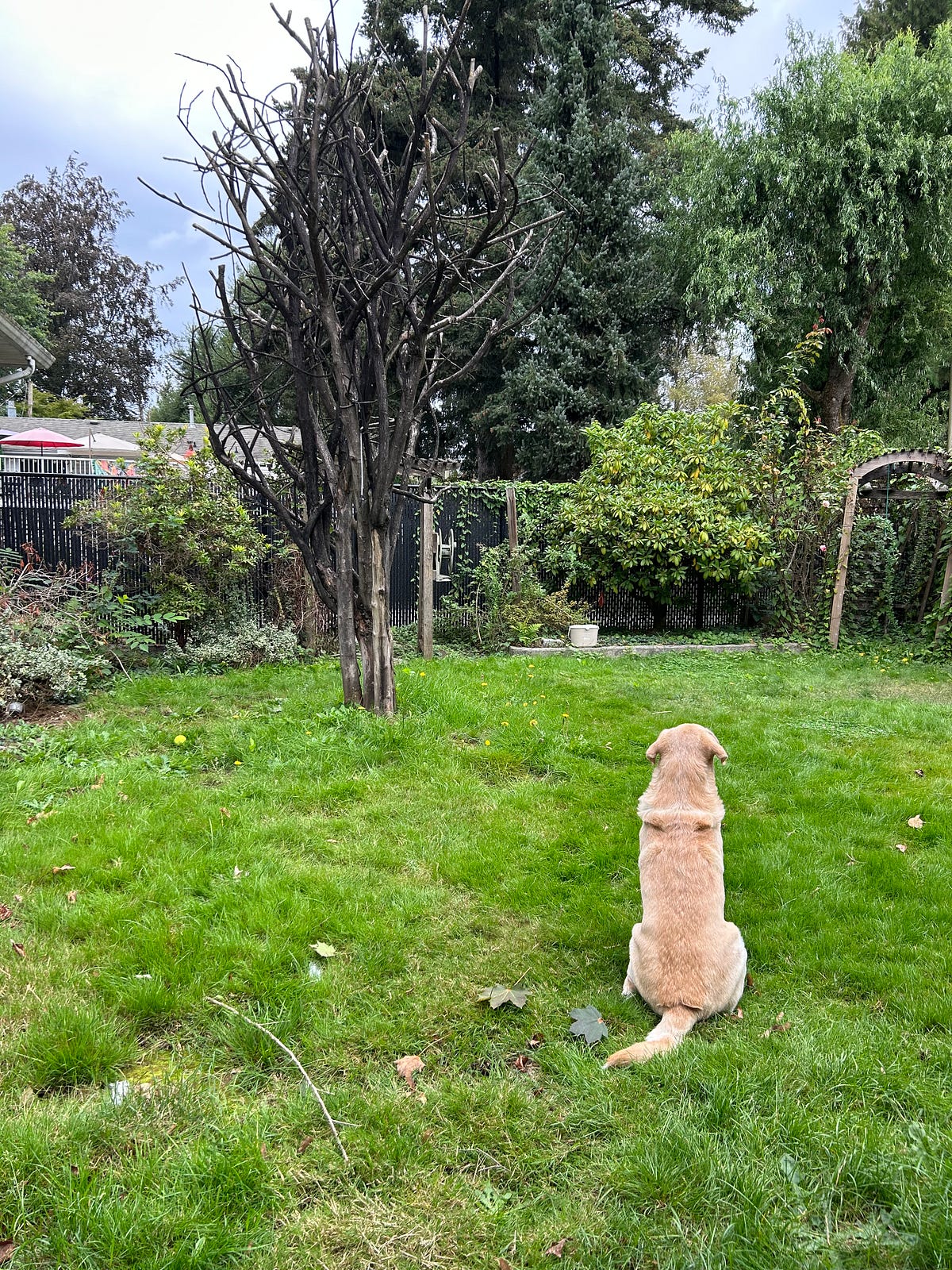 Be like your dog.. I have a question for all of us who… | by Nalin Sharma | Sep, 2024 | Medium
