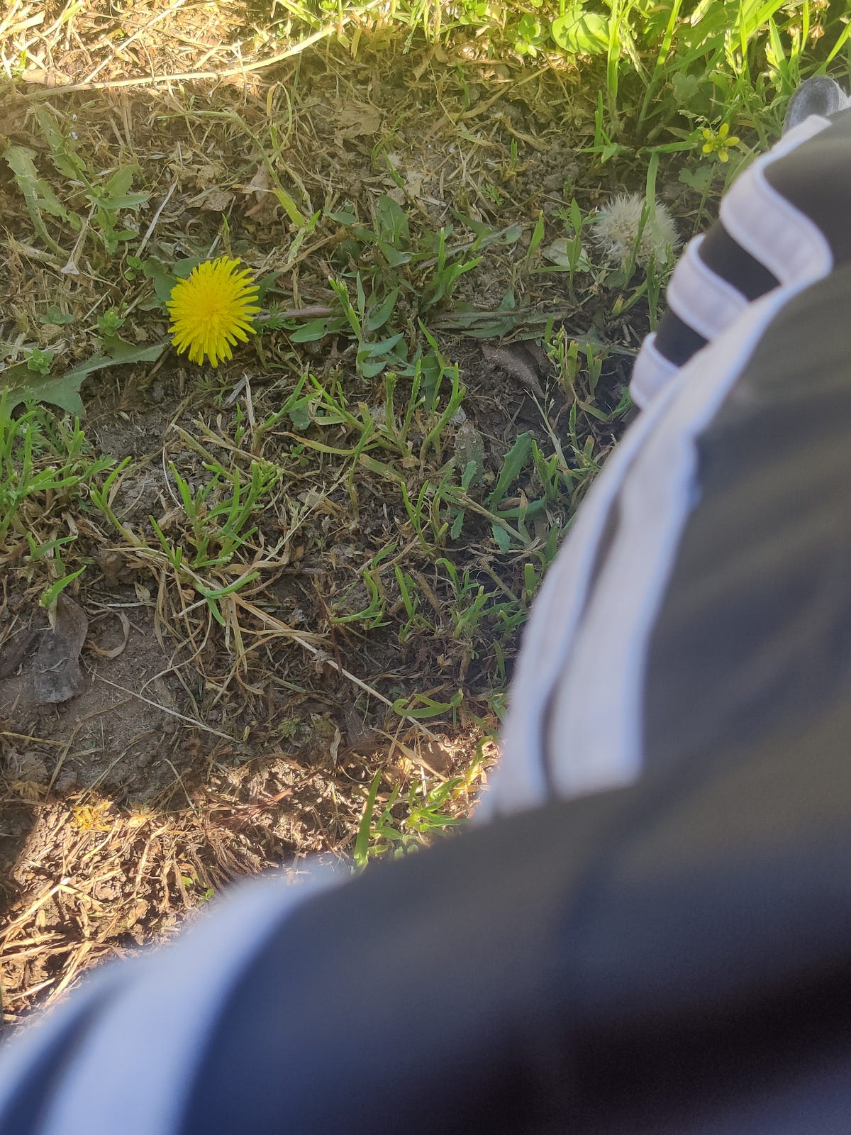 Dandelion Tears. A poem by Brin Cervantes (The Great… | by ...