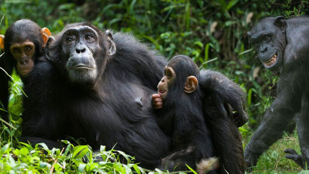 Chimpanzee trekking Uganda safari at Budongo Forest | by wilddavsafaris ...