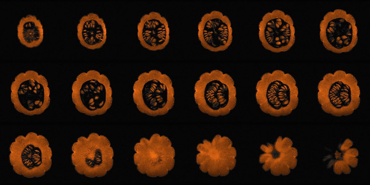 Peering through MRI scans of fruit and veg | by Alex Chan | Stacks