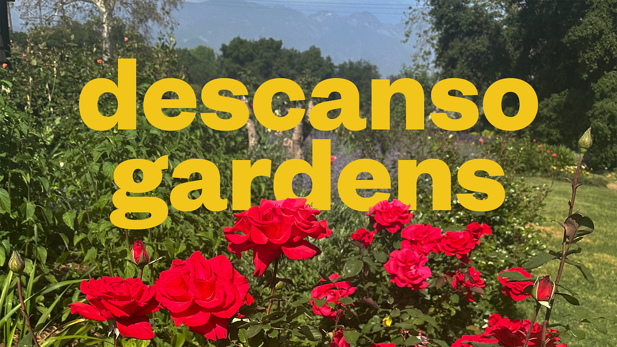 Discovering L.A.’s Secret Oasis: Descanso Gardens | by Jose Camacho ...