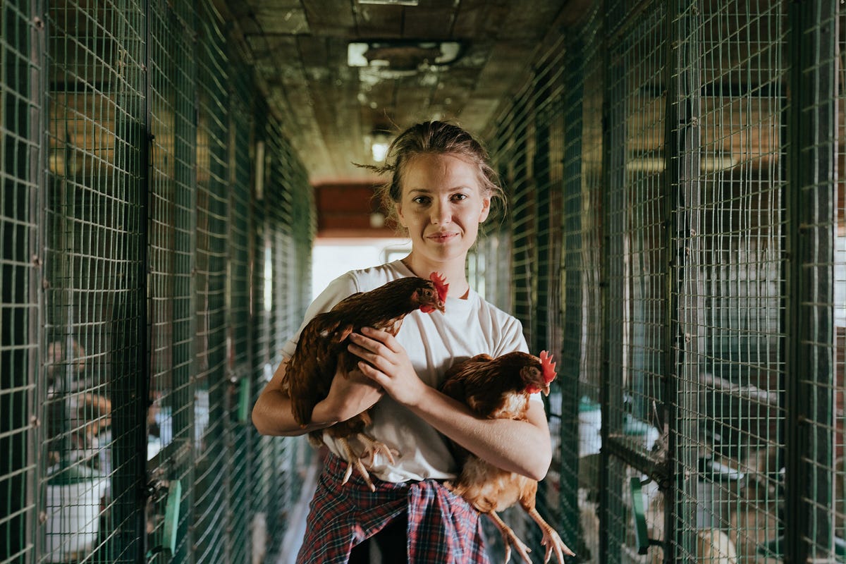 Why Do Chickens Lay Fewer Eggs During the Rainy Season? | by Sheikh ...