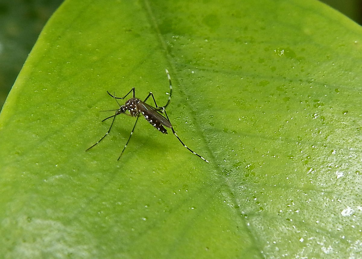 ‘Bug birth control’ to save human lives | by World Health Organization ...