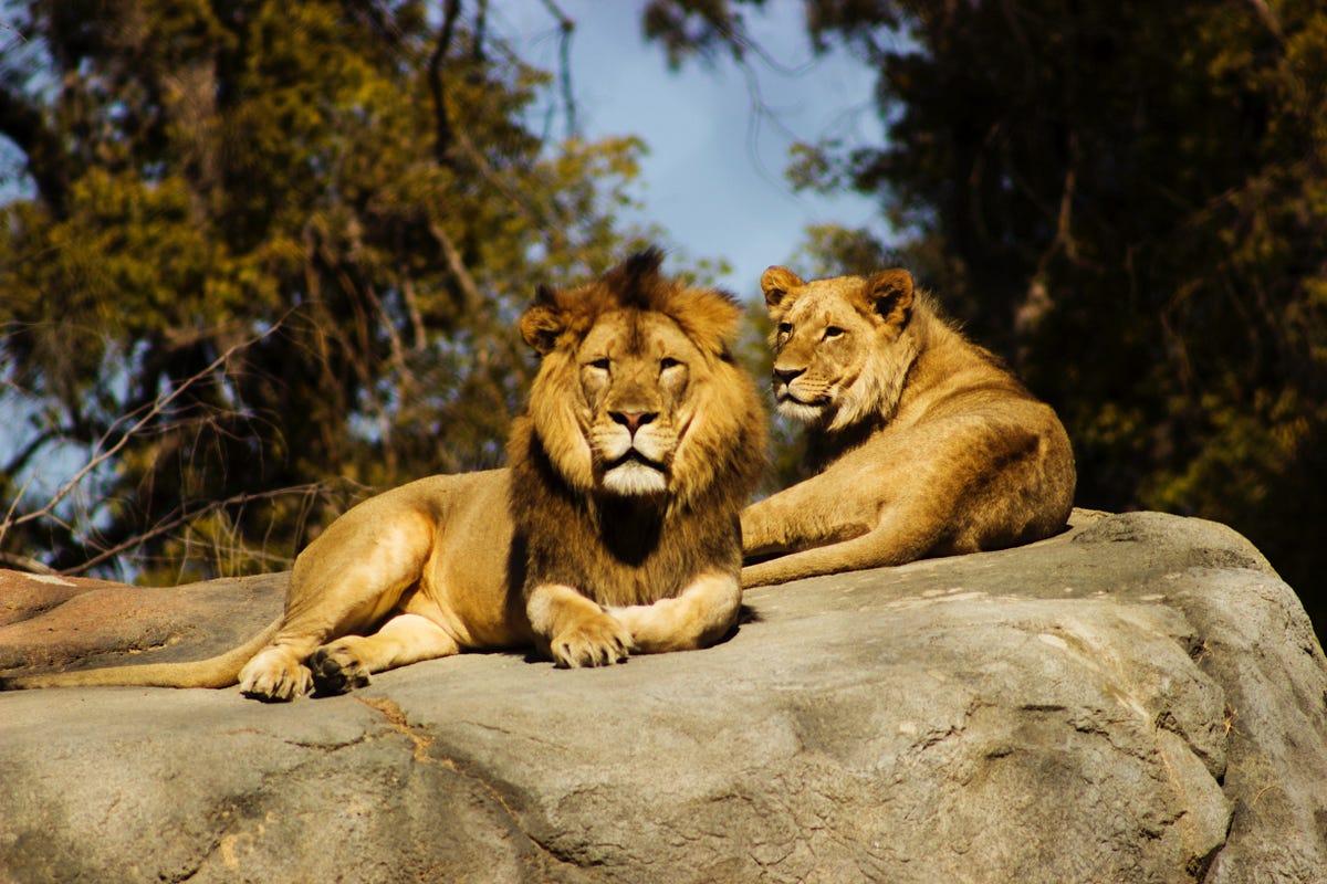 Lion Mentality. Tap into Your Inner Roar | by Patience Hunter | ILLUMINATION | Medium