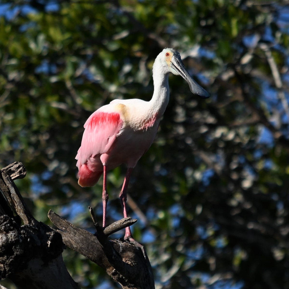 Racy Roseate Spoonbills photography | Dean’s List