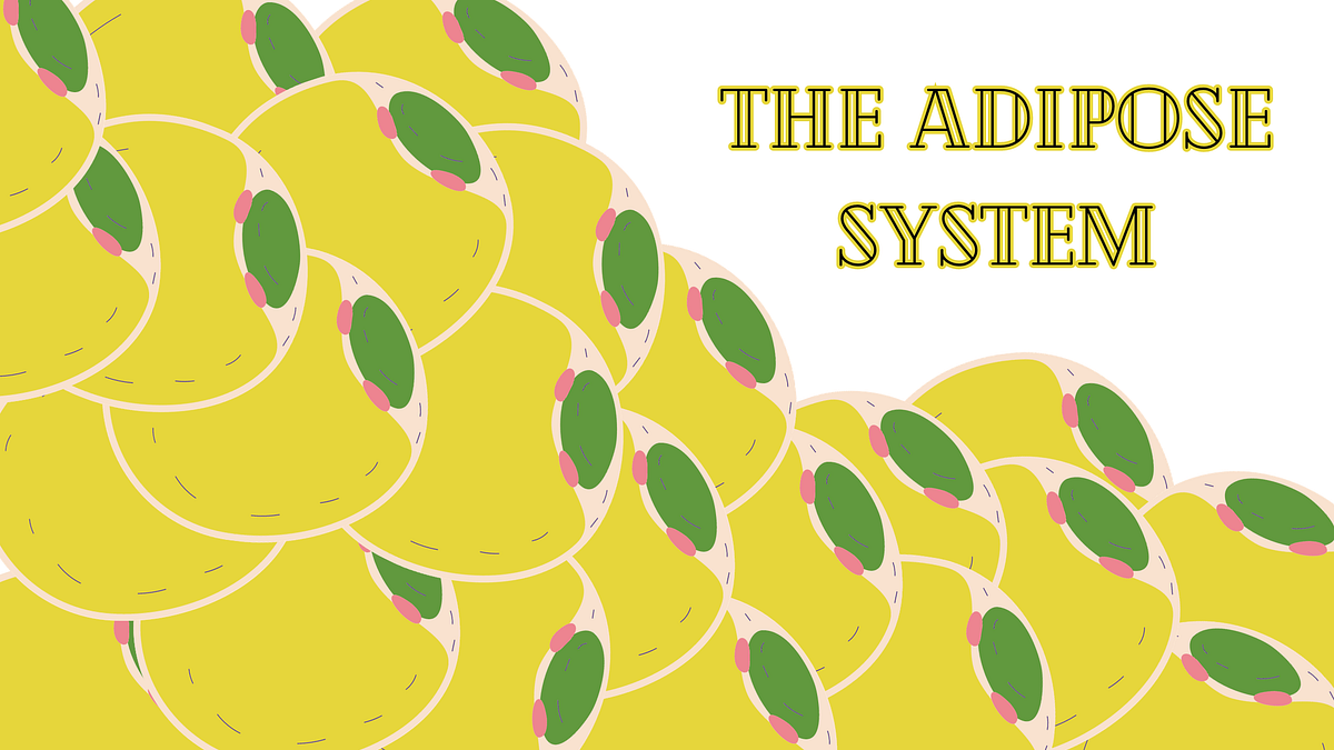 The Adipose System — Understanding Fat Storage and Its Impact on Health | by Uyir Organic | Nov ...