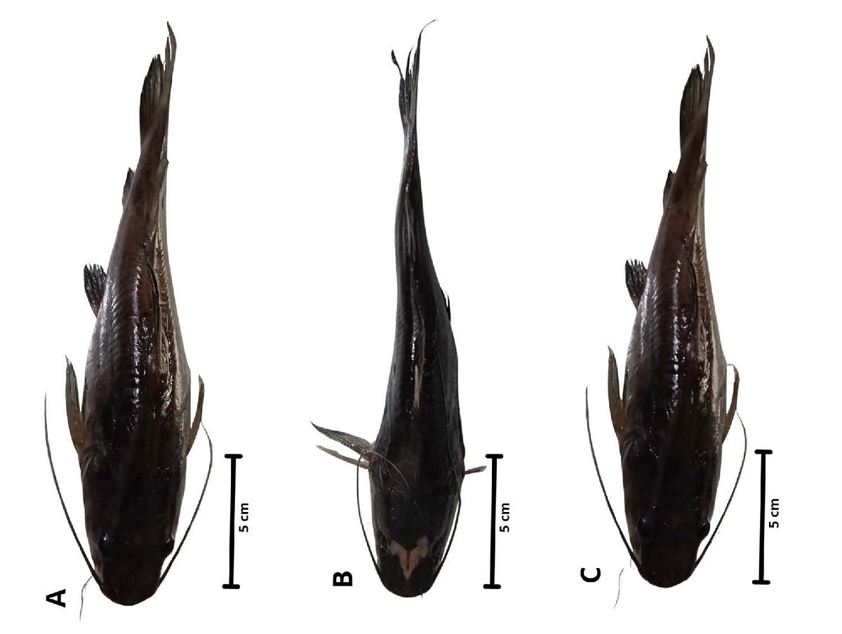 Profil Morfometri dan Meristik Ikan Baung (Hemibagrus nemurus) yang ...