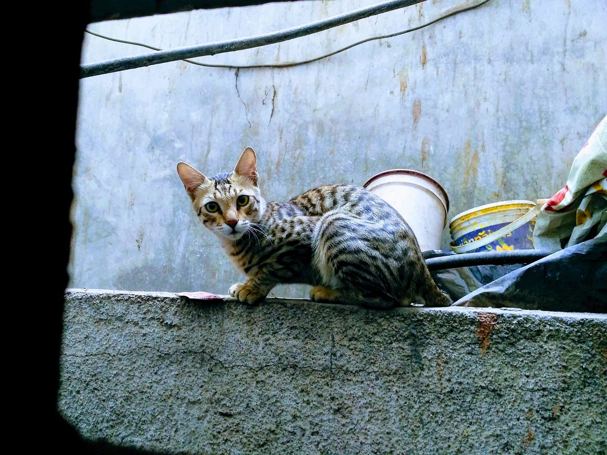 The Cat Beneath My Bike & the Hamster in My Palm | by Urvish Bhatt | Quirky Rants | Medium