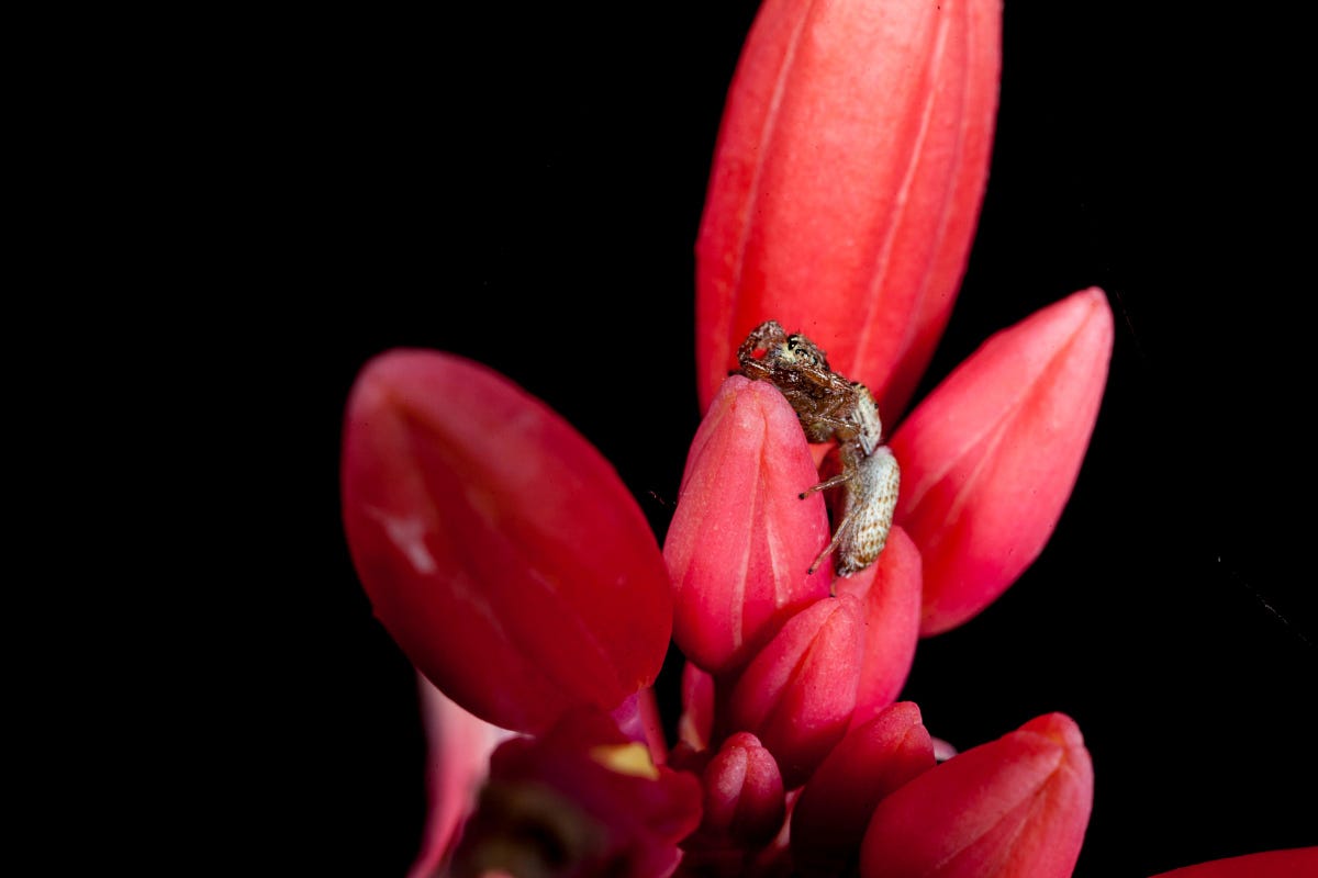Macro photograph of a jumping spider eating another jumping spider | by ...