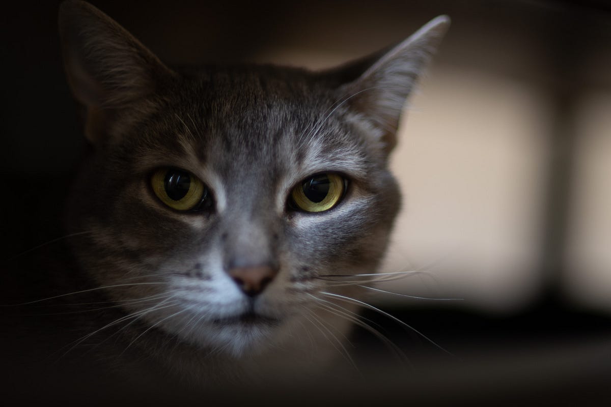 Caturday with Shadow and Taffy - Catness - Medium