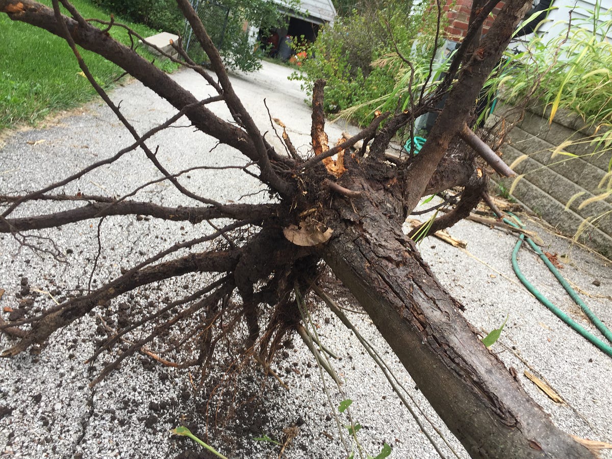 The Trouble with Digging up a Tree | by Daniel Sadicario | Medium